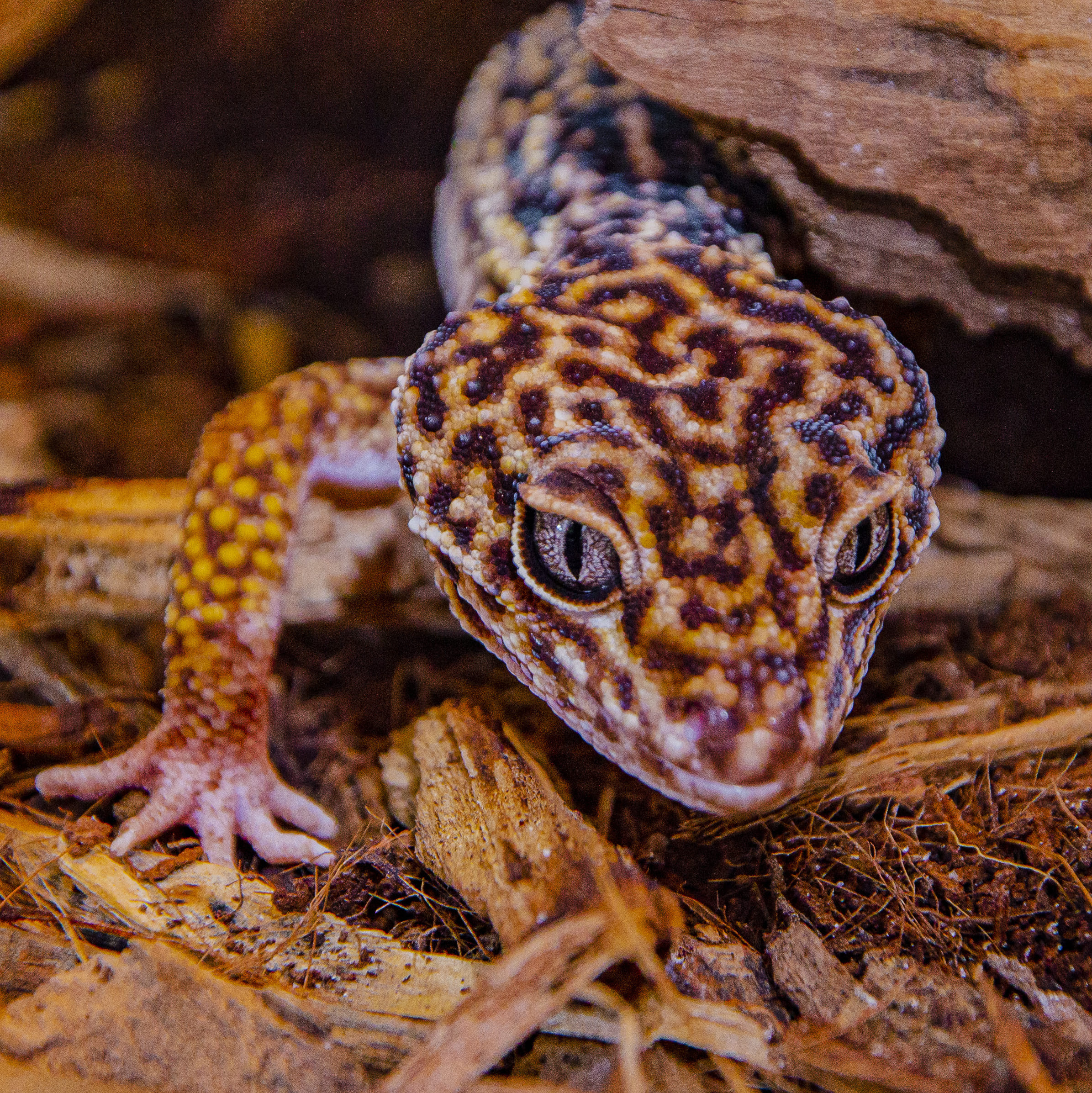 Черкаський зоопарк